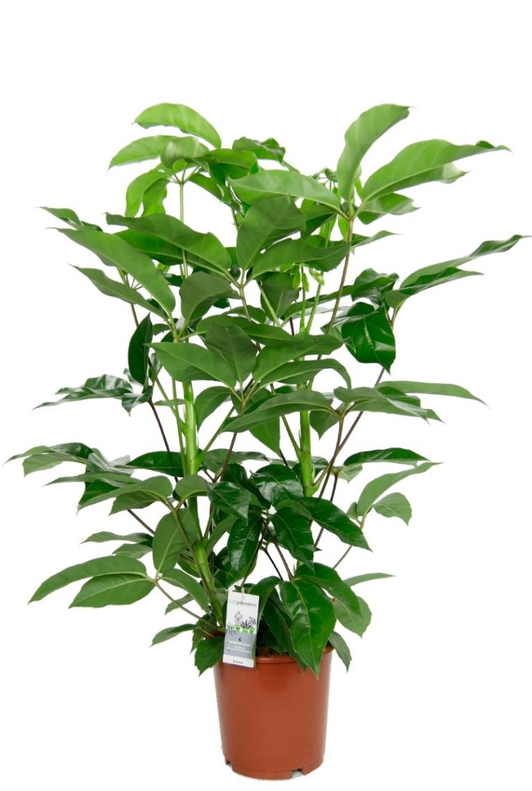 Schefflera Amate Flowers | Best Flower Site