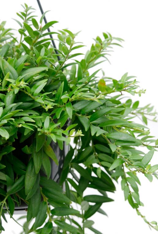 Aeschynanthus japhrolepis | Lippenstiftblume 55cm kaufen ...