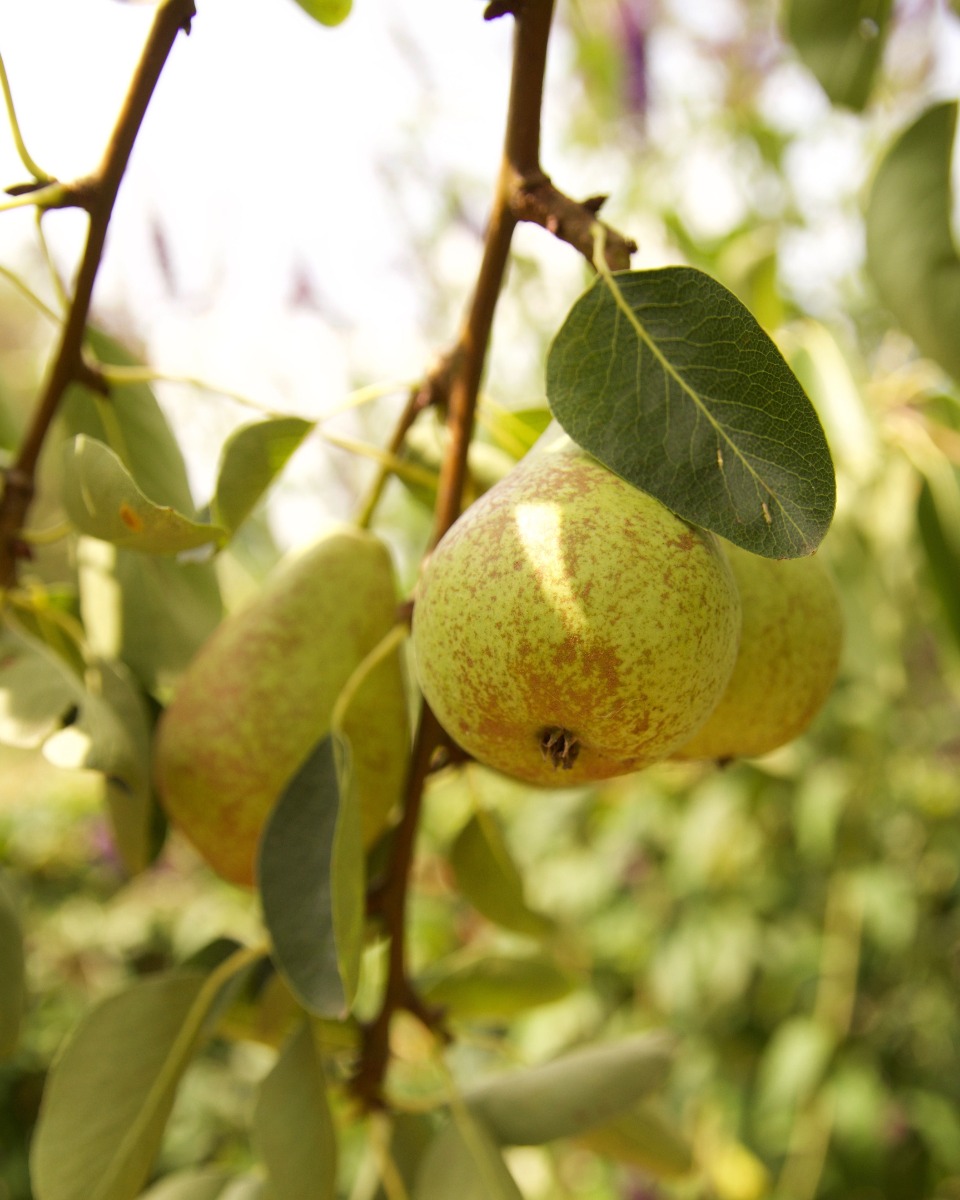 Birnbaum Pflege - 123zimmerpflanzen